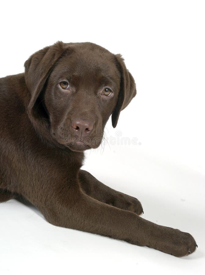 Labrador retriever stock image. Image of grass, outdoor - 5155329