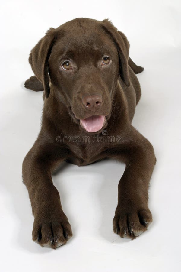 Brown Labrador stock image. Image of puppy, brown, labrador - 14920037