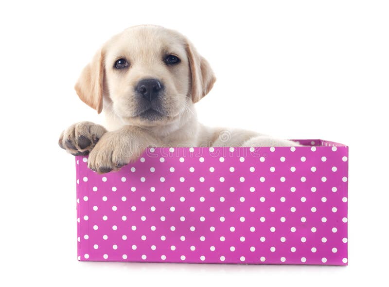 Puppy Labrador Retriever in Box Stock Image - Image of purebred, puppy ...