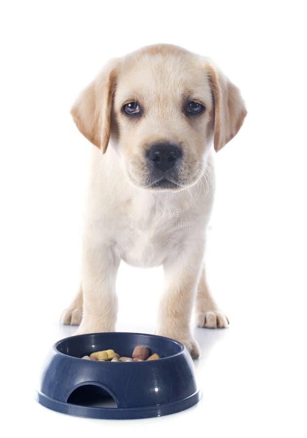 Puppy Labrador Retriever EATING Stock Image - Image of little, food ...