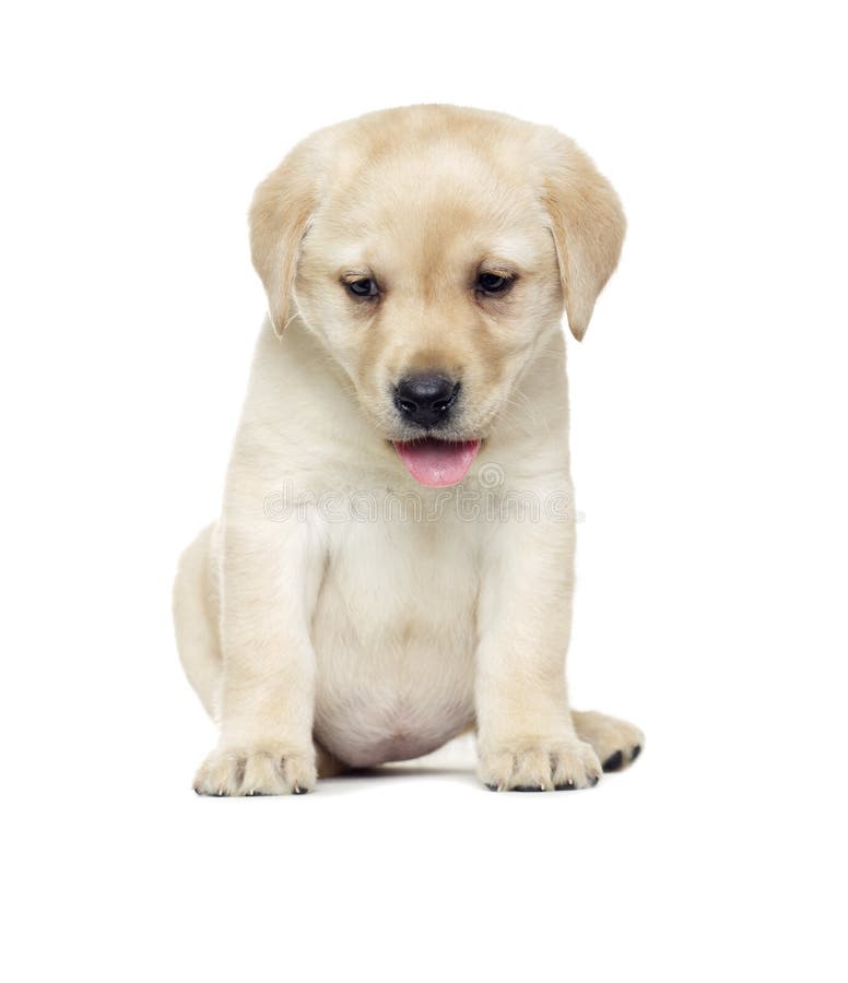 Puppy Labrador Retriever Looking Stock Photo - Image of small ...