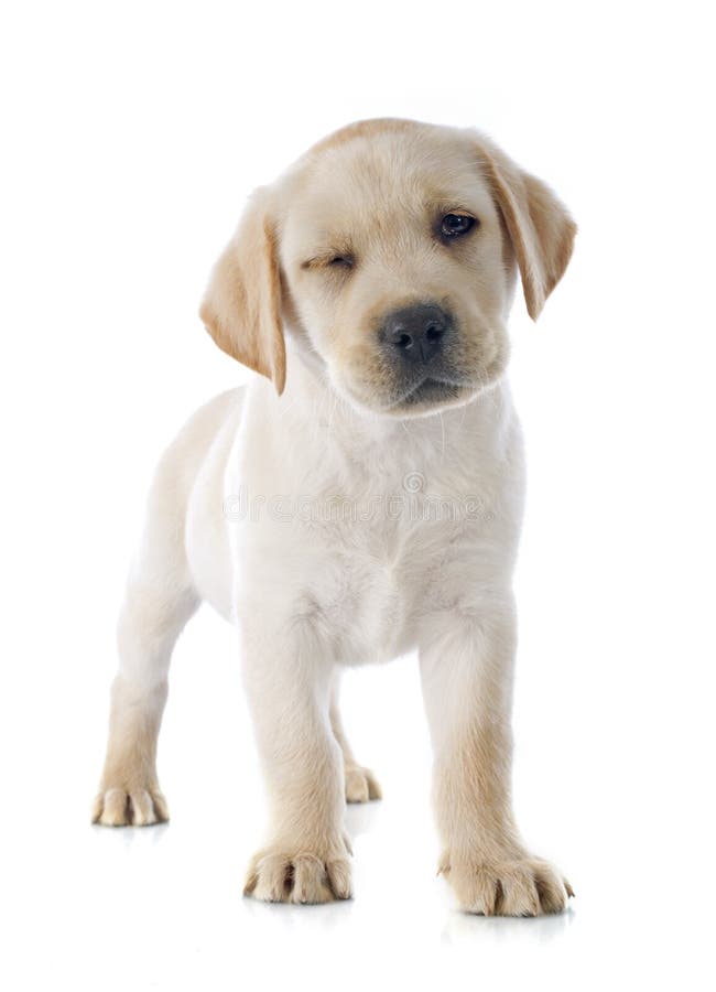 Puppy labrador retriever stock image. Image of purebred - 39779803
