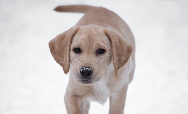 Puppy labrador in the snow stock photo. Image of labrador - 263928882