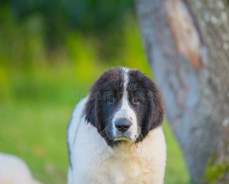Puppy landseer dog stock image. Image of people, black - 98622379