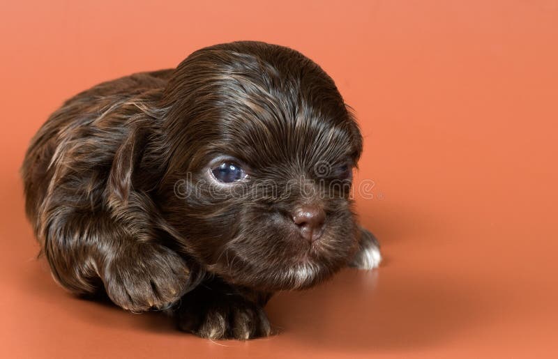 Puppy of a lap-dog stock image. Image of domestic, contemplation - 11172087