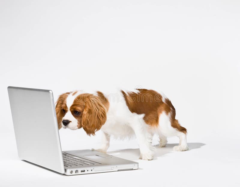 Puppy with laptop computer stock photo. Image of loving - 6605084