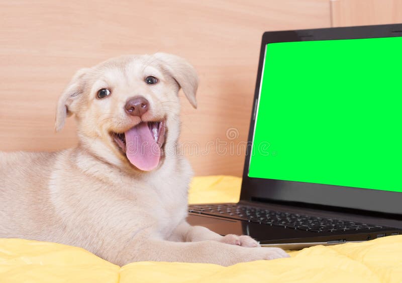 Puppy with laptop computer stock photo. Image of loving - 6605084