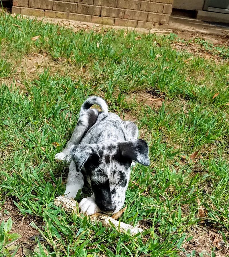 Puppy life stock photo. Image of play, life, puppy, outdoors - 148484810
