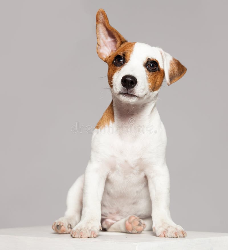 Puppy stock photo. Image of animal, terrier, puppy, mammal - 320486286