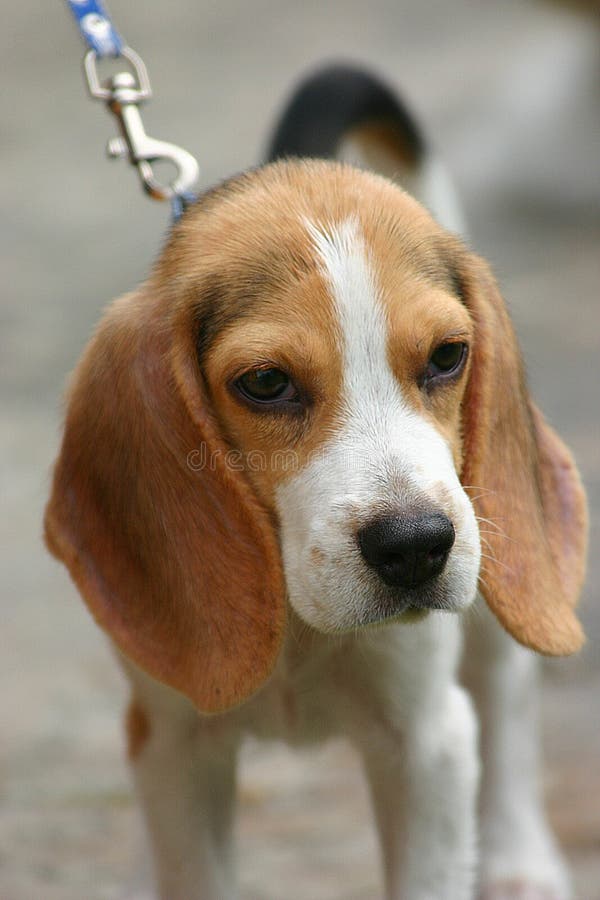 Puppy Looking stock photo. Image of hound, puppy, like - 231564