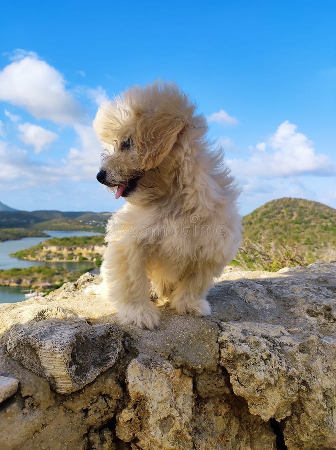 A Puppy Looking Back at the Lake and Some Mountains Stock Photo - Image ...