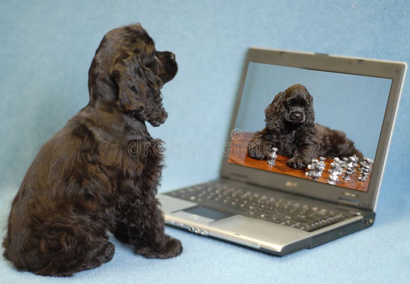 Puppy looking at computer stock photo. Image of canine - 3691818