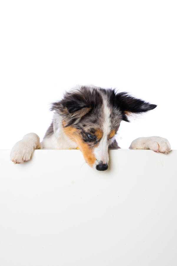 Puppy looking over a wall stock photo. Image of australian - 213661810