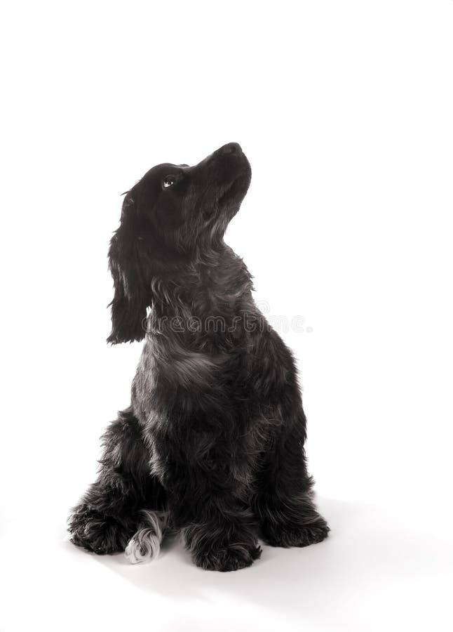 Obedient Cocker Spaniel Looking Up Stock Photo - Image of fluffy ...