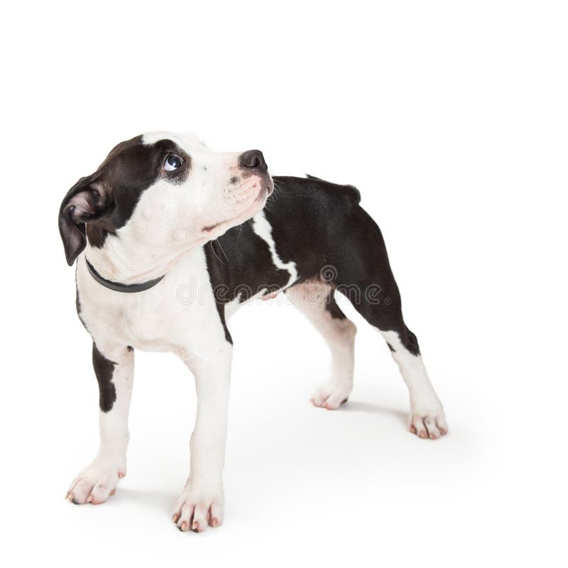 Guilty Looking Basset Hound Stock Image - Image of short, expression ...