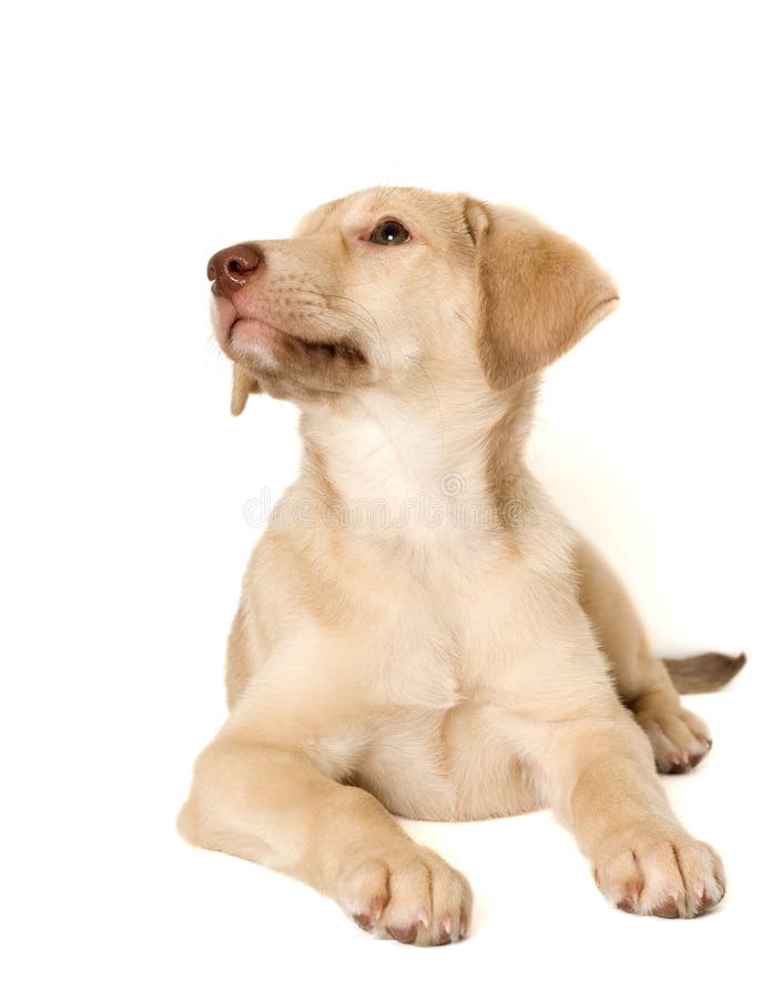 Puppy looks stock image. Image of white, full, domestic - 36045853