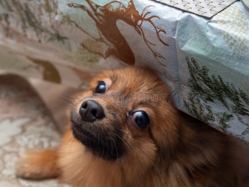 Feeding Dog Under Table Stock Photos - Free & Royalty-Free Stock Photos ...