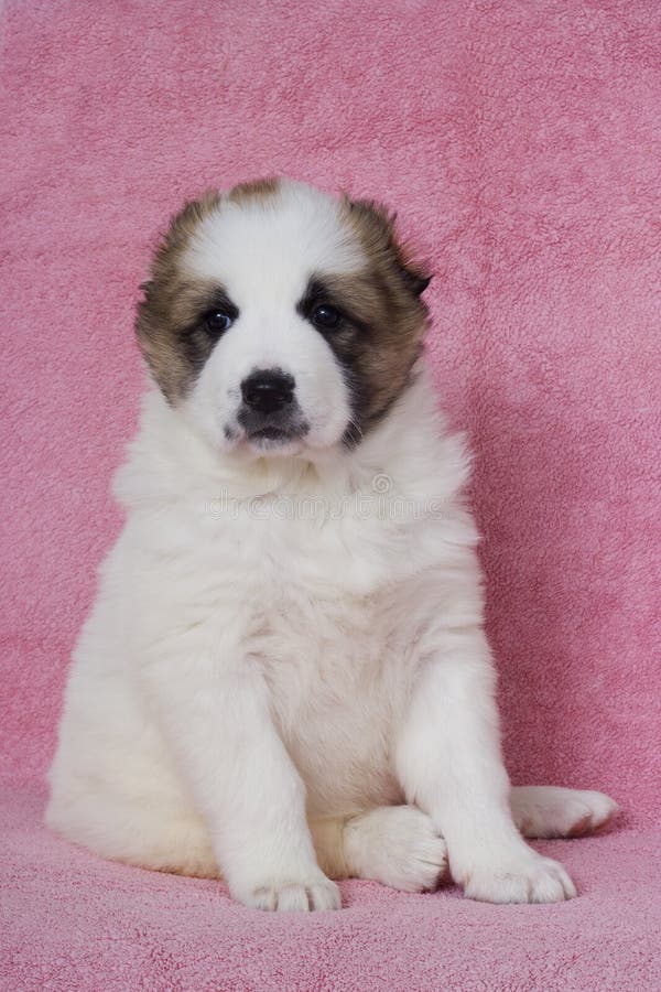 Puppy looks stock photo. Image of sitting, pedigreed - 47901226