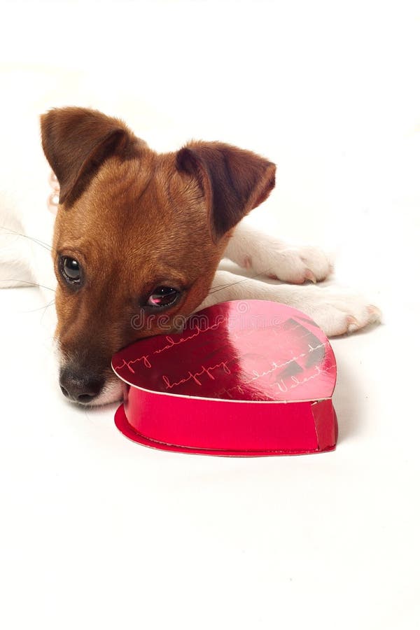 Puppy Love 03 stock photo. Image of holiday, russell, tired - 4125576