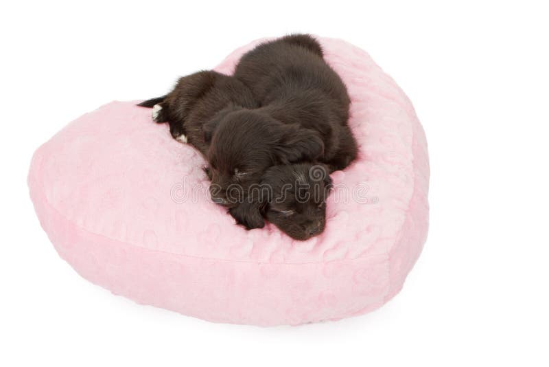 Puppy Love stock image. Image of snuggling, little, breed - 22546059