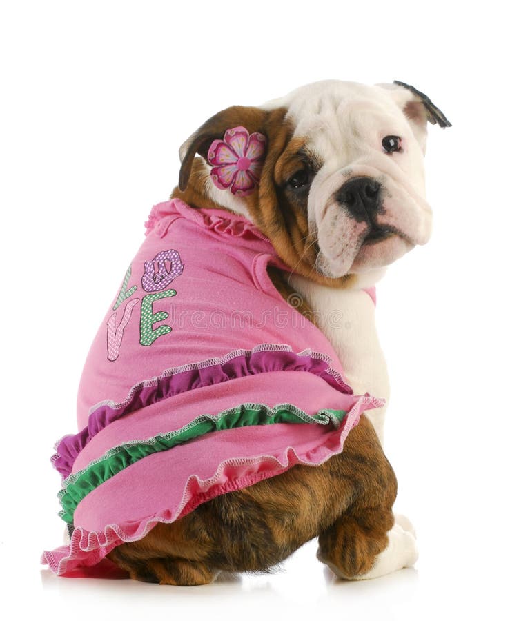 Puppy love stock image. Image of twins, sleep, baby, sleepy - 17996445