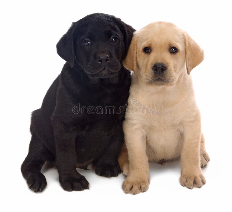 Puppy love stock photo. Image of retriever, date, love - 5122632