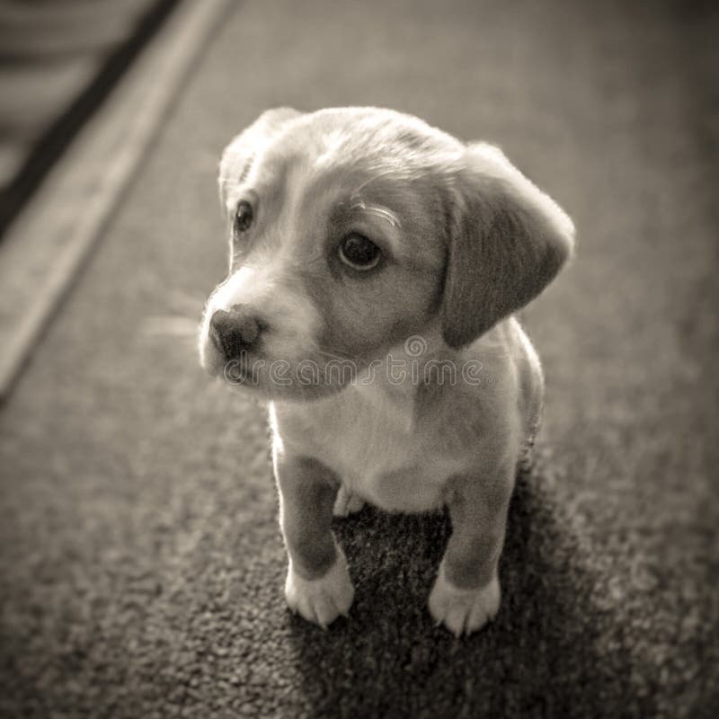 Puppy Love stock image. Image of love, look, innocent - 247773983