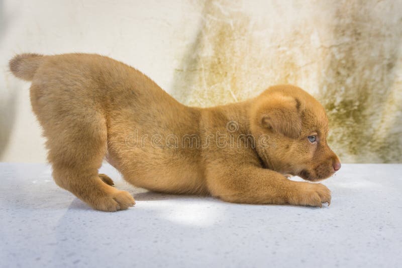Puppy love concept stock image. Image of horizontal, love - 69052009