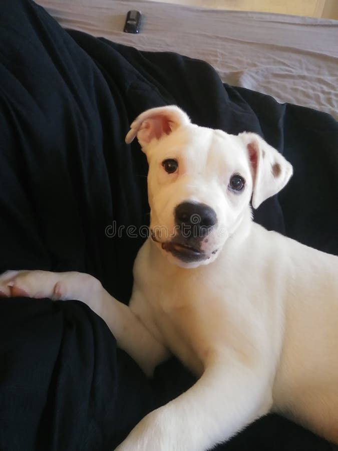 Cuddle Bug Dog Stock Photos - Free & Royalty-Free Stock Photos from ...