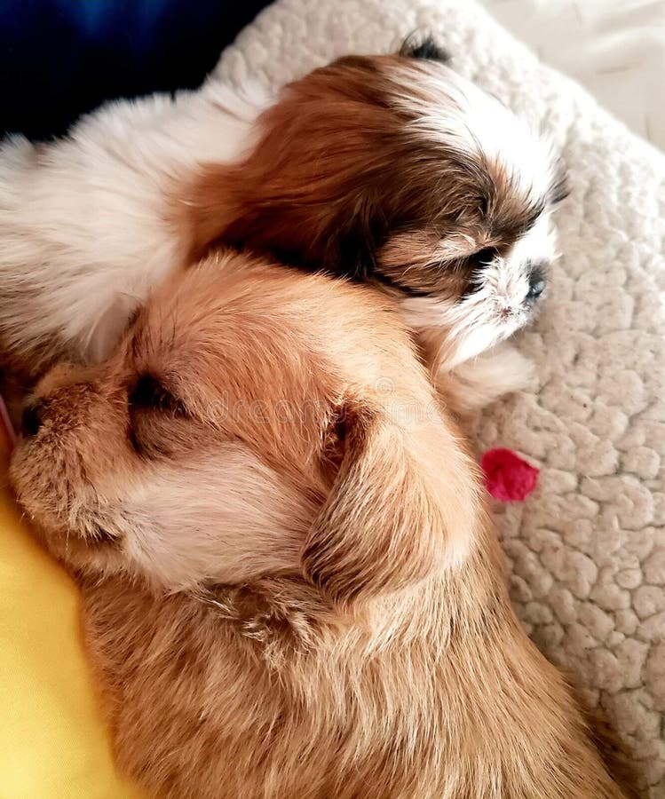 Puppy Love so cute stock image. Image of cute, love - 163607621