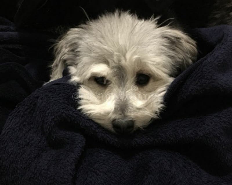 Puppy love stock photo. Image of puppy, animal, puppies - 131354618