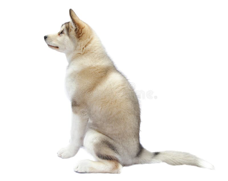 Puppy malamute dog stock photo. Image of sits, sitting - 32072860