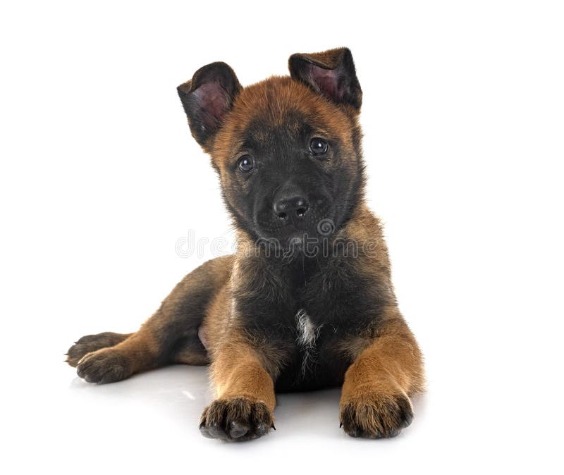 193 Belgian Malinois Cat Stock Photos - Free & Royalty-Free Stock ...