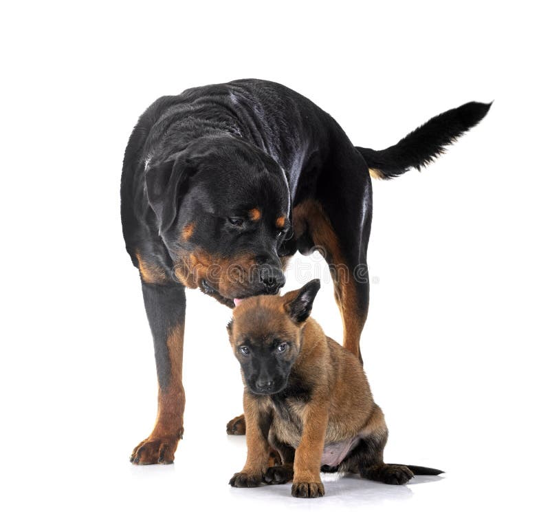 Rottweiler Belgian Malinois Stock Photos - Free & Royalty-Free Stock ...