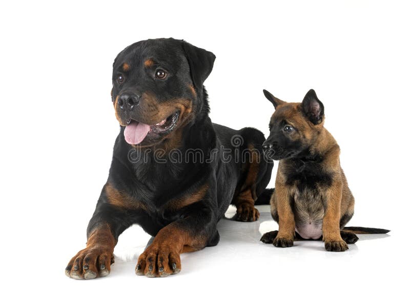 Belgian Malinois Rottweiler Stock Photos - Free & Royalty-Free Stock ...