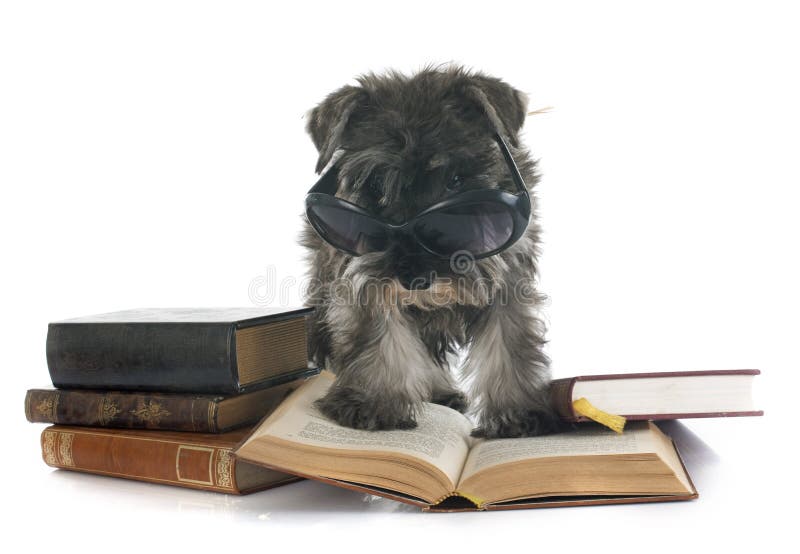Schnauzer Reading Book Stock Photos - Free & Royalty-Free Stock Photos ...