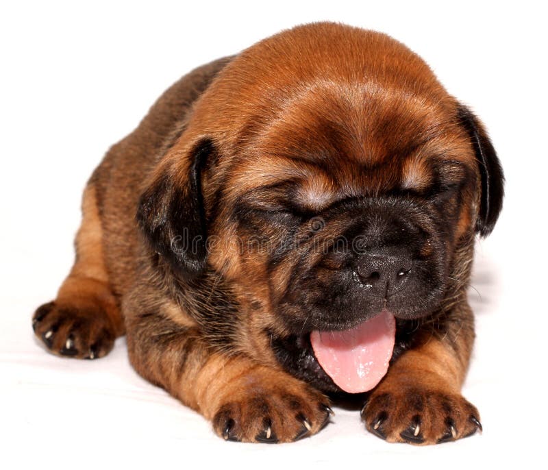 Puppy mops stock image. Image of mops, cute, canine, fashion - 21988905