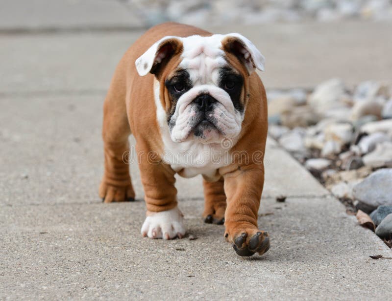 Puppy outside stock photo. Image of animal, expression - 55301738
