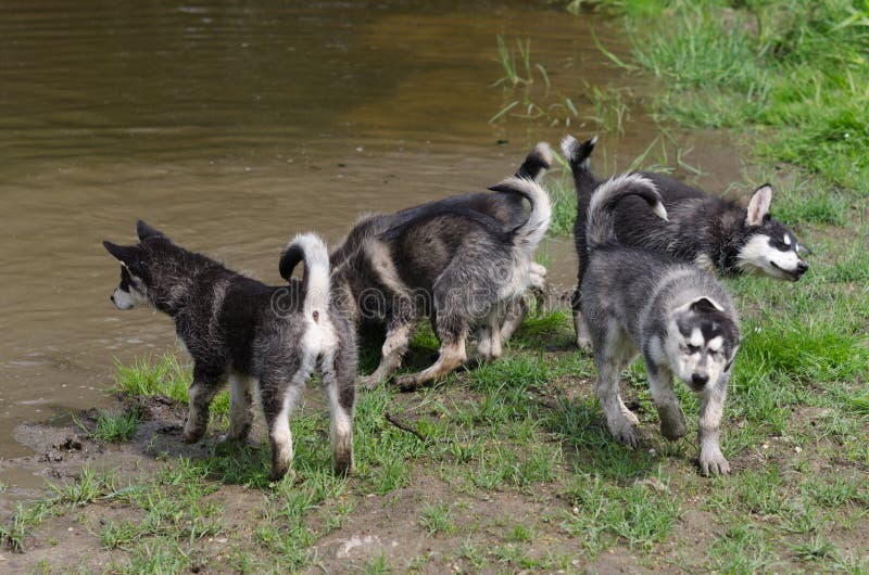 Puppy pack after swimming stock photo. Image of face - 32239176