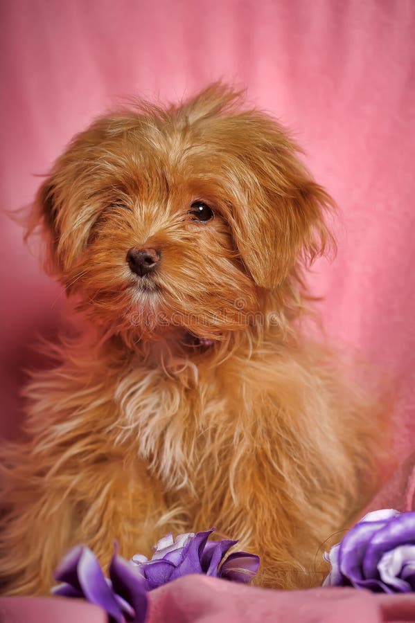 Puppy Petersburg orchid stock photo. Image of domestic - 43722656