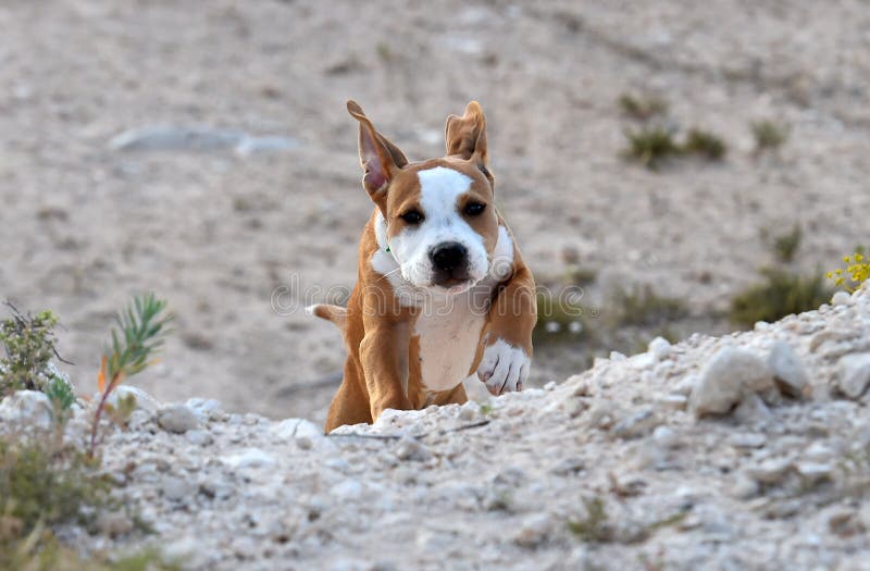 A Puppy Pit Bull in the Field Stock Photo - Image of collar, small ...