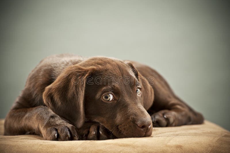 Puppy with pity look stock image. Image of pity, funny - 23506103
