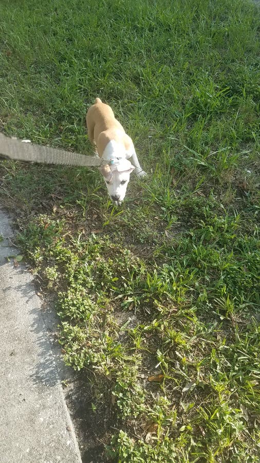 Puppy at play stock image. Image of playing, pitbull - 206764585