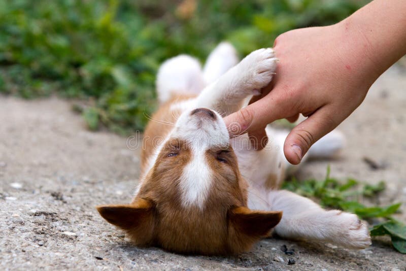 Puppy Playing Bitting Finger Stock Photo - Image of background, baby ...