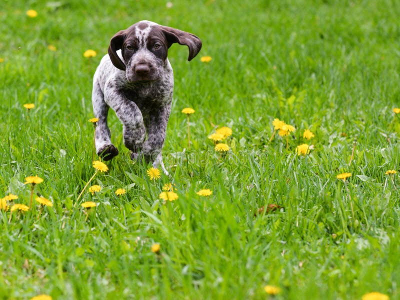Puppy playing outside stock image. Image of hunter, emotion - 42167729