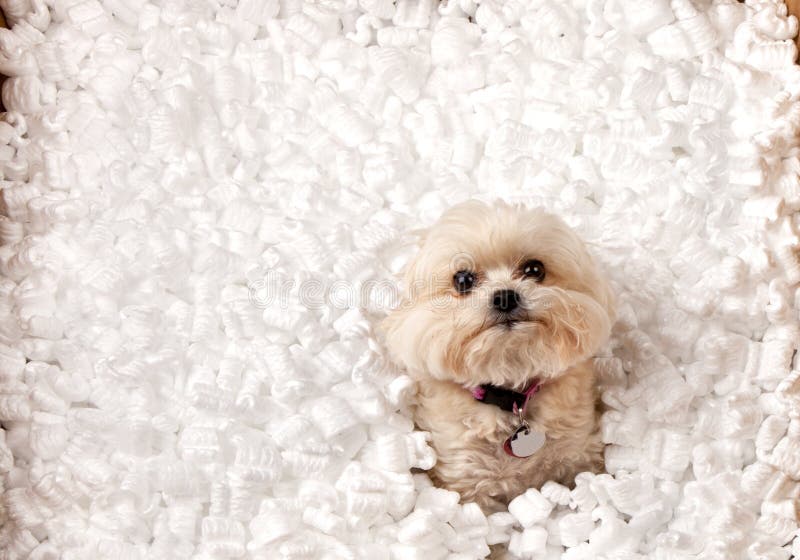 Puppy Playing in Packing Peanuts Stock Image - Image of package ...