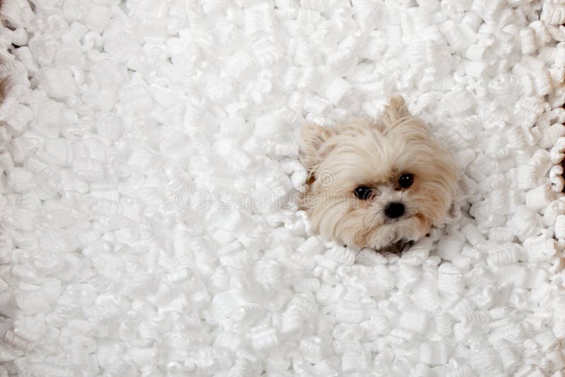 Puppy Playing in Packing Peanuts Stock Image - Image of package ...