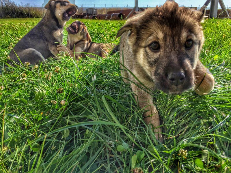 Puppy playing stock photo. Image of puppy, playing, grass - 82282002