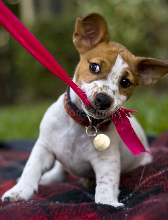 Puppy Playing with Ribbon stock image. Image of careless - 10458095