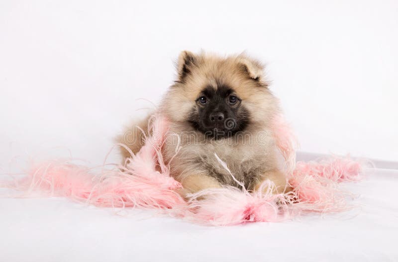 Pink Pomeranian Pet stock photo. Image of friendly, toes - 9440802